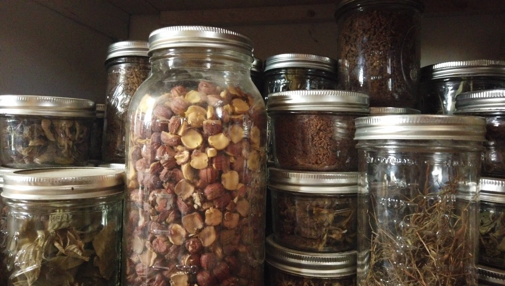 The Underutilized American Acorn - Countryside